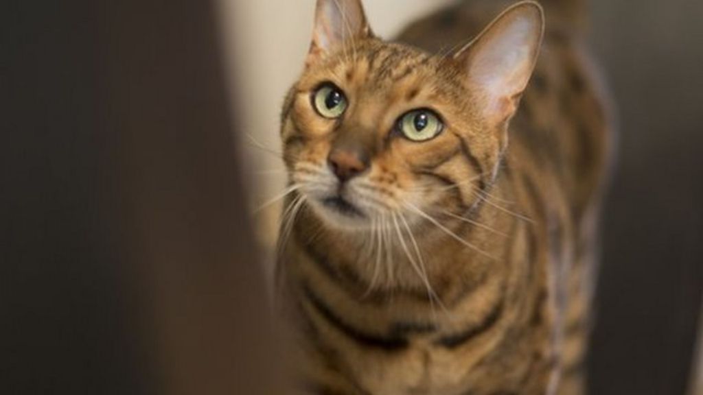 Wheels designed for cat physiotherapy - BBC News