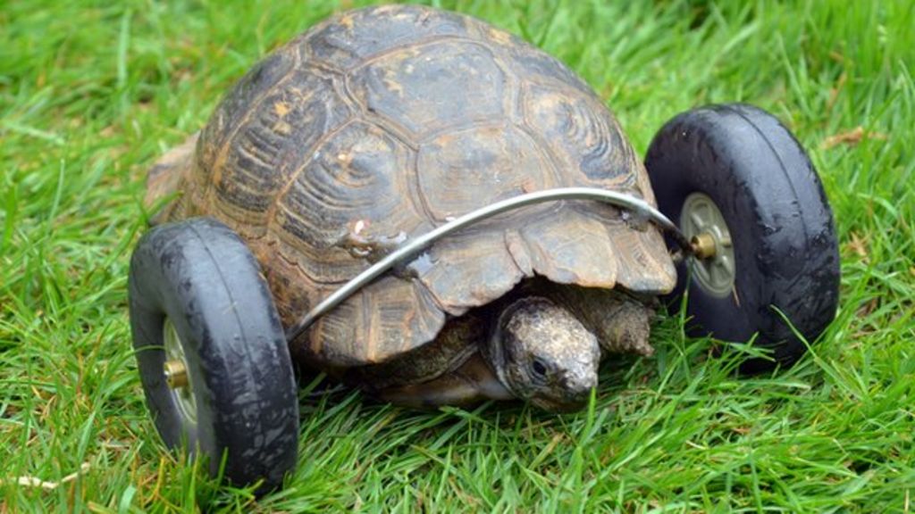 Tortoise, 90, fitted with wheels following rat attack - BBC News