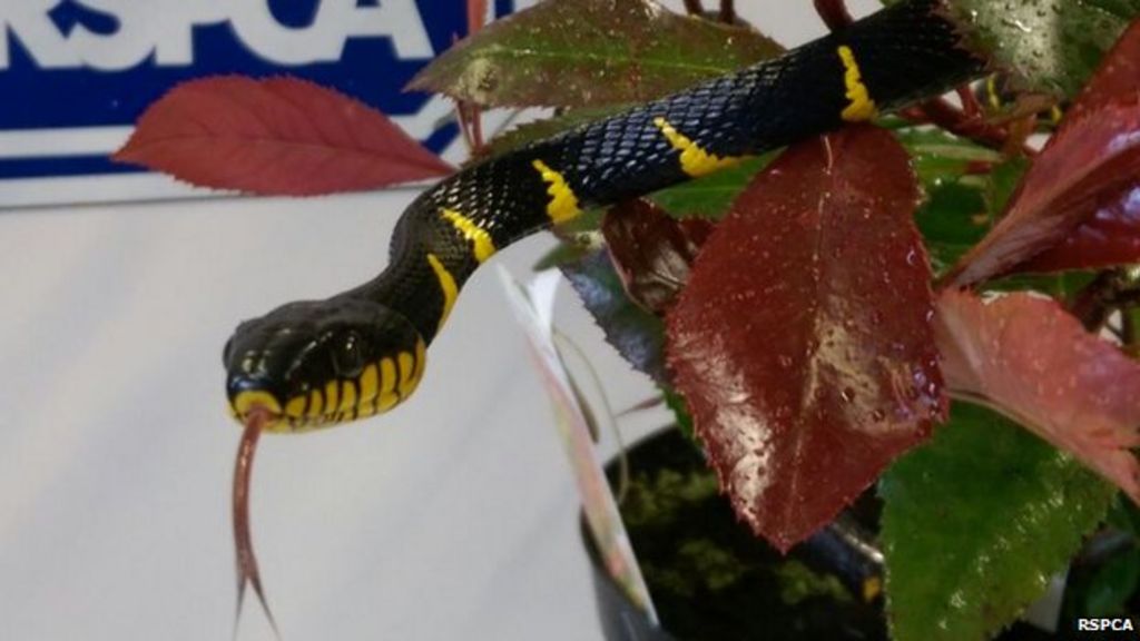 Malaysian mangrove snake found in Ipswich box of timber - BBC News