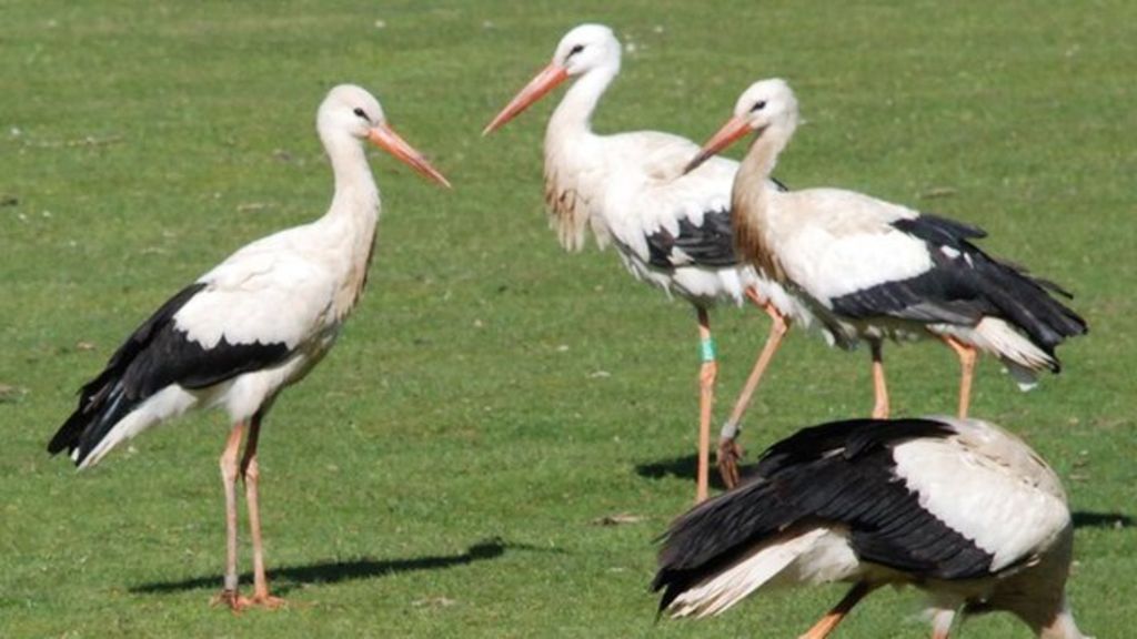 Storks brought to Norfolk's Shorelands Wildlife Gardens, Diss - BBC News