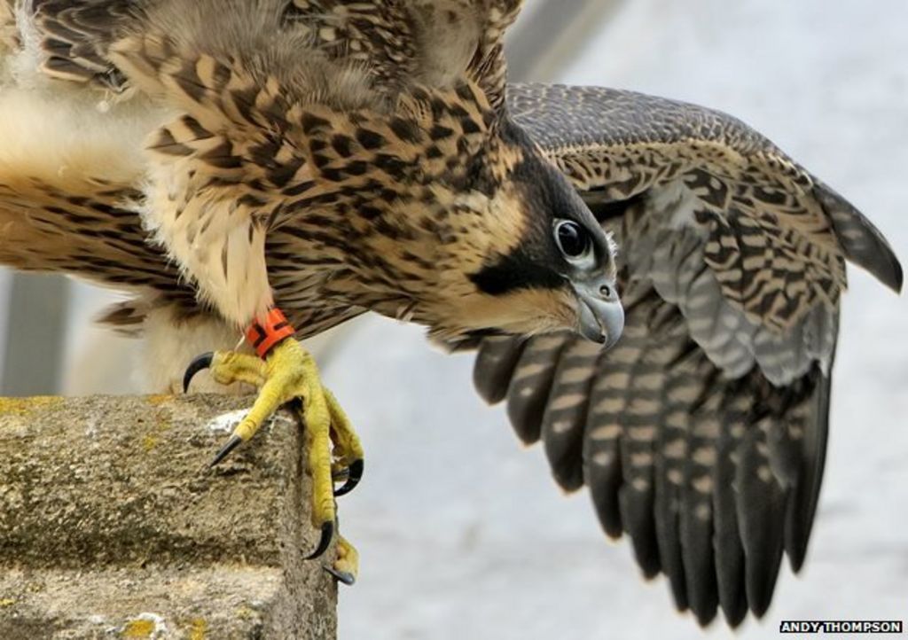 Norwich Cathedral peregrine falcons: Watching the watchers - BBC News
