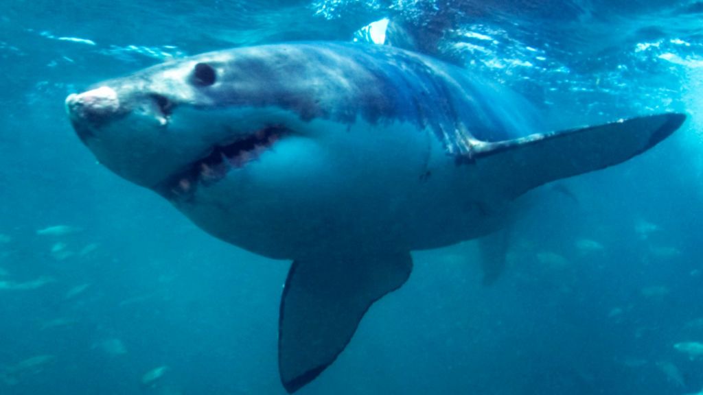Sharks on camera in new BBC One show, Shark - BBC Newsround