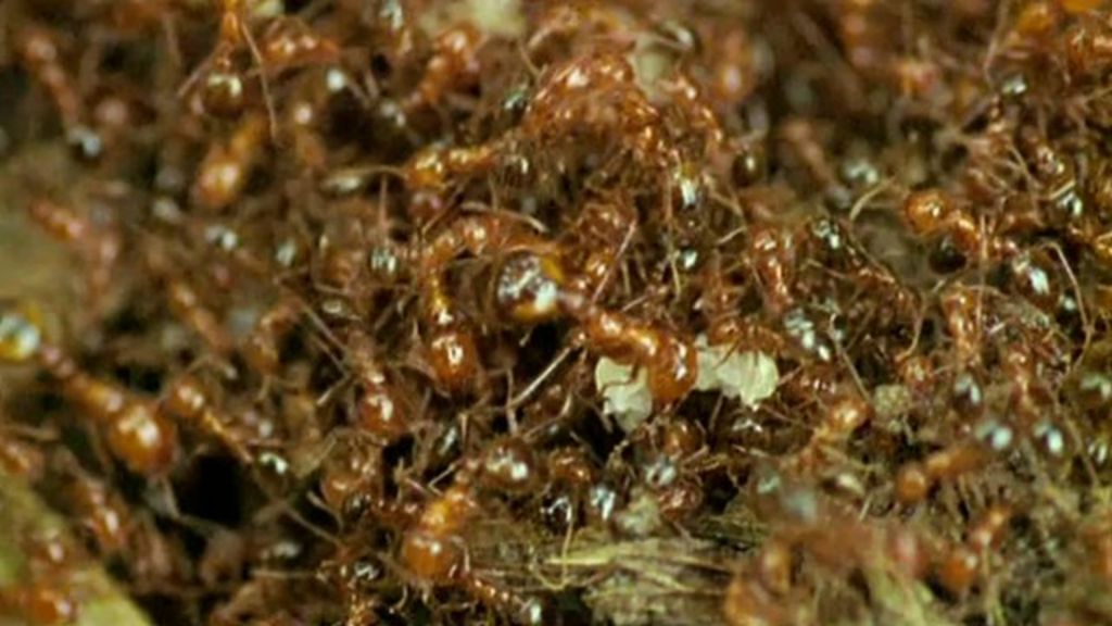 Ants may hold key to improving search and rescue techniques - BBC News