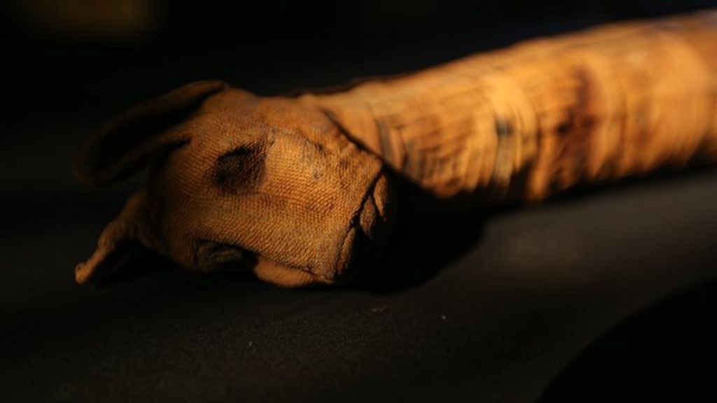 Ancient Egypt: Scans reveal hidden secrets of animal mummies - BBC News