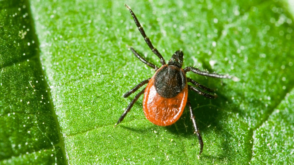 Highland Council gives advice on protection against ticks - BBC News