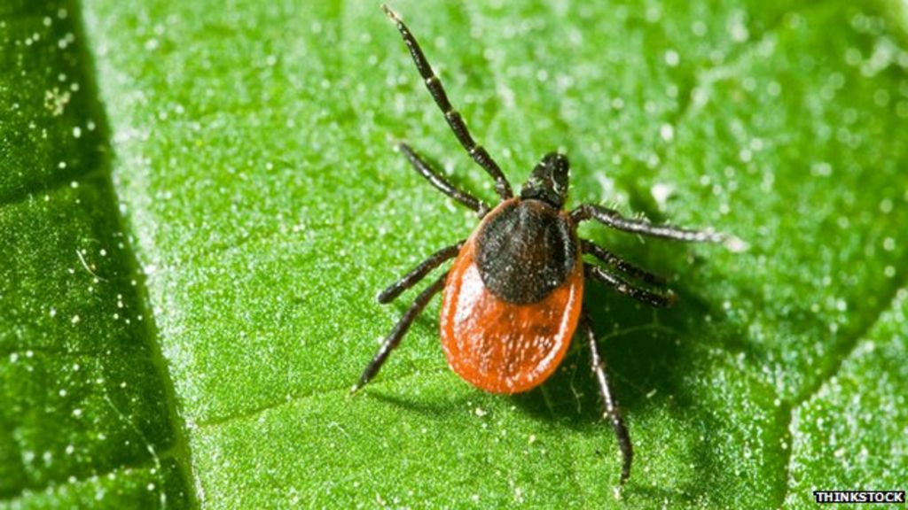 European Space Agency backs work mapping Scottish tick hotspots - BBC News