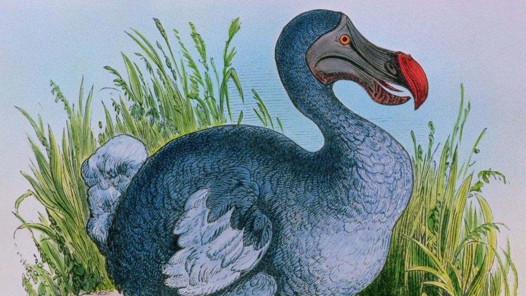 Dead as a dodo, but not according to one in four of you - BBC News