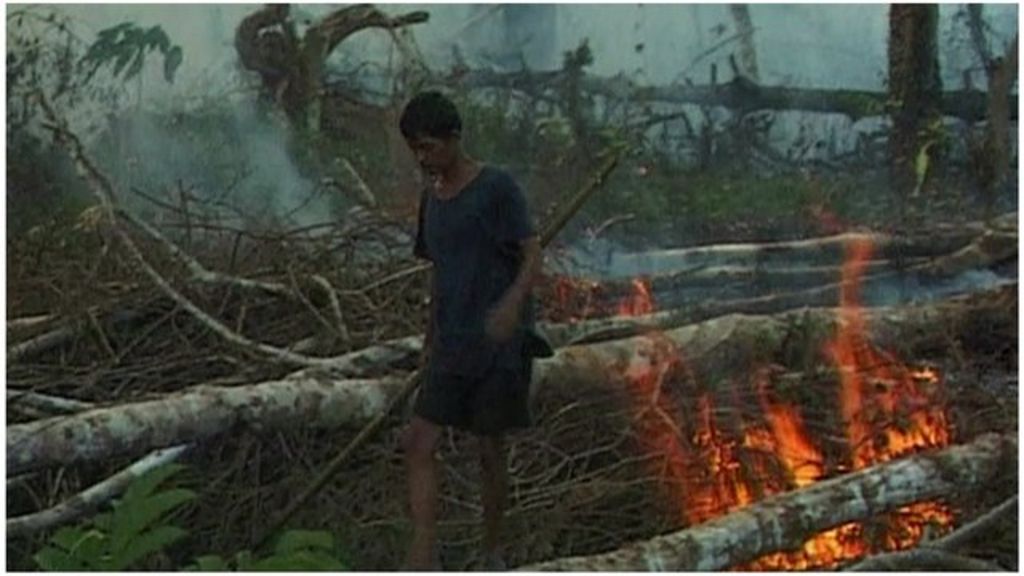 Indonesia tackles deforestation issue - BBC News