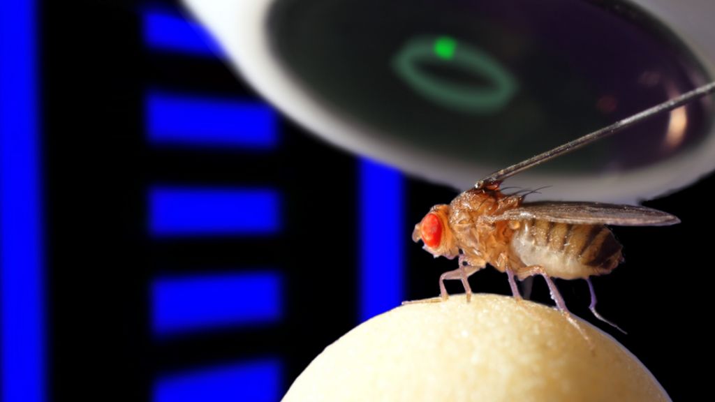 The compass inside a fly's brain - BBC News
