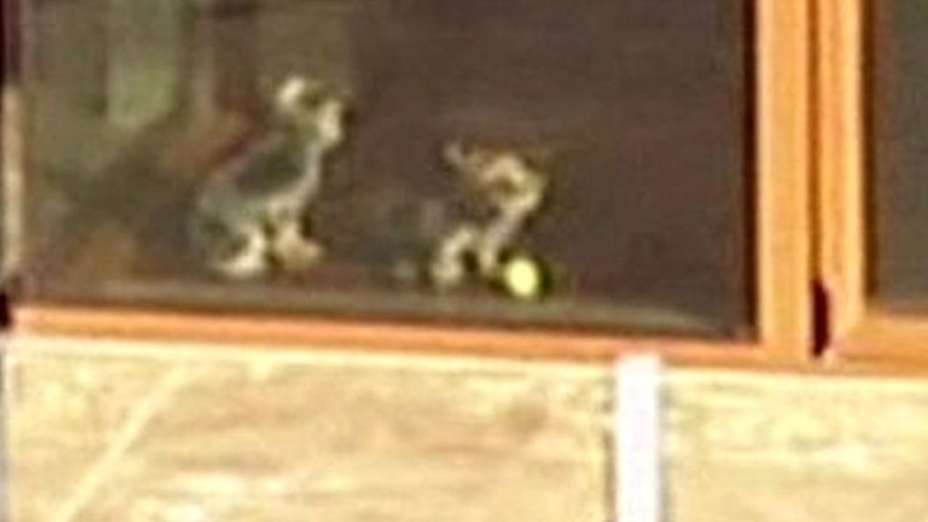 Illegal dogs land Depp in hot water in Australia - BBC News