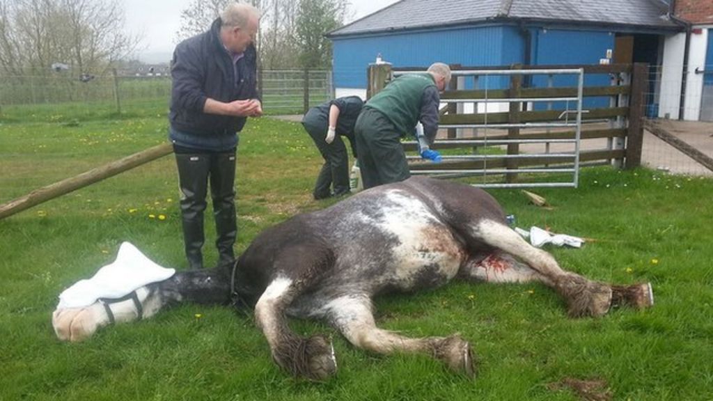 Cumbrian Heavy Horses attack: Reward after mare impaled - BBC News