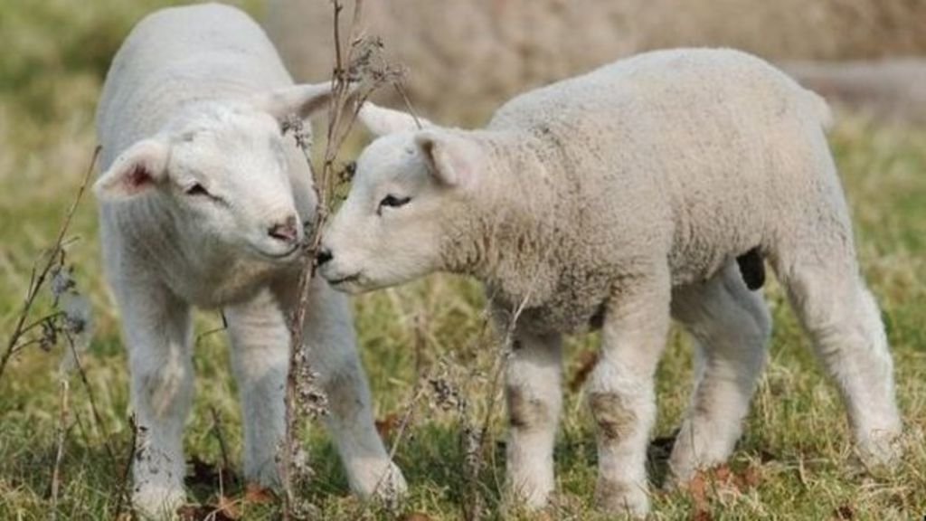 NI lamb trade 'caught in perfect storm' - BBC News