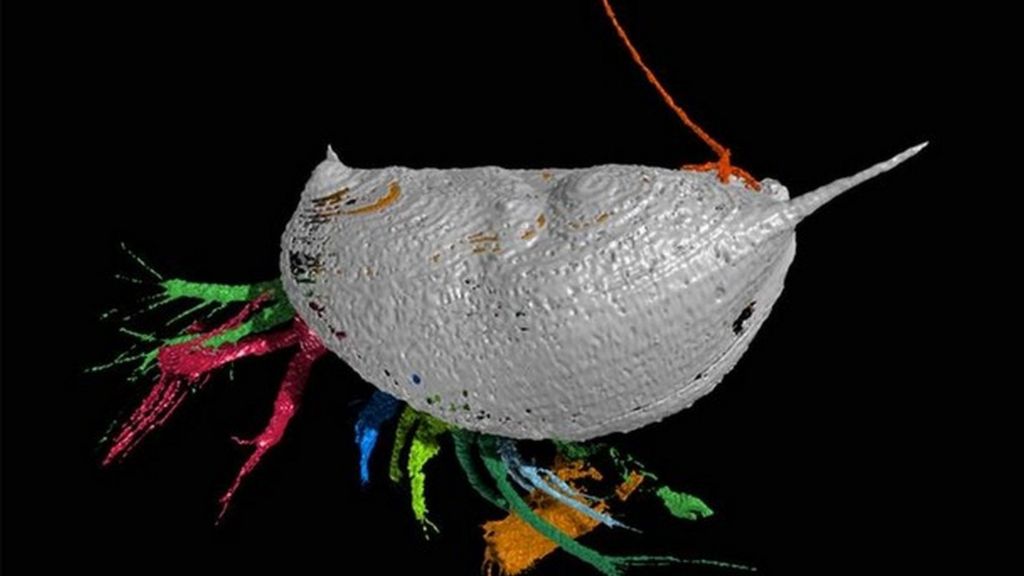 A 425-million-year-old parasite found attached to host - BBC News
