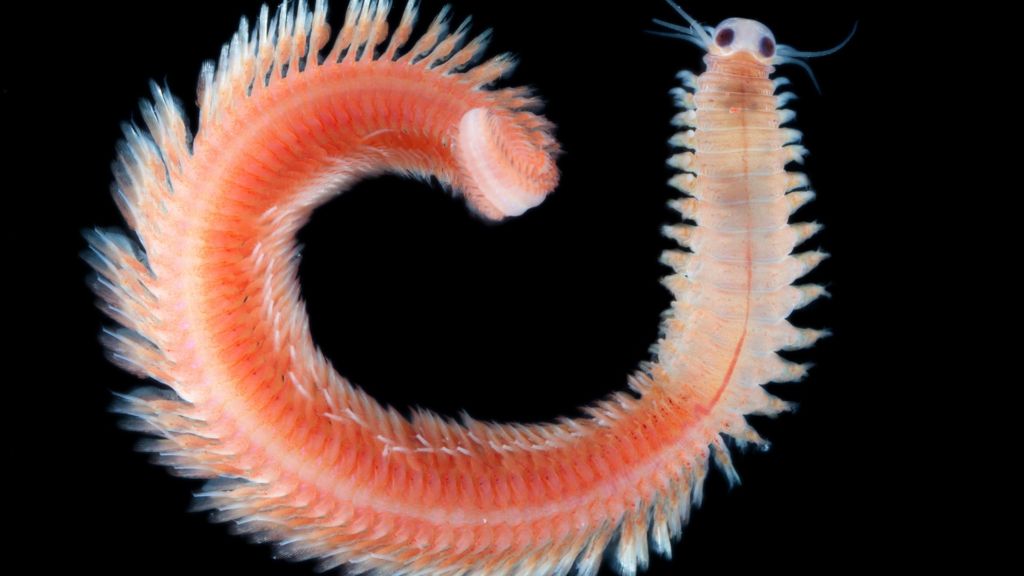 Ocean's hidden world of plankton revealed in 'enormous database' - BBC News