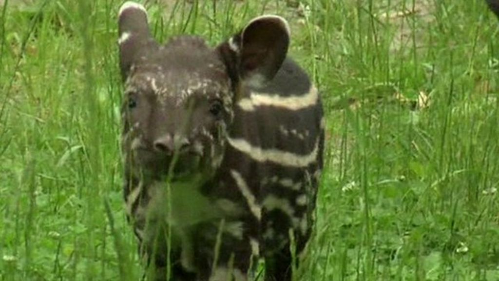 Baby tapir born in Prague - BBC Newsround