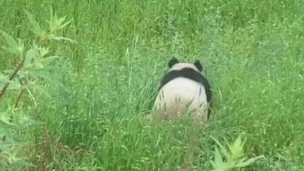 Rare sighting of wild panda filmed by Chinese man - BBC Newsround