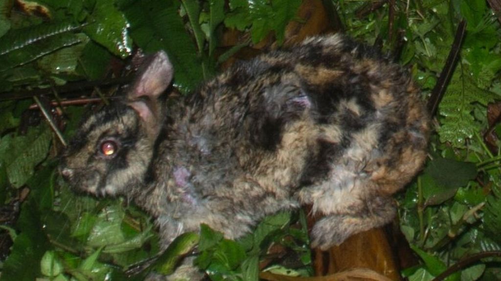 Rare Annamite striped rabbit spotted in Vietnam - BBC Newsround