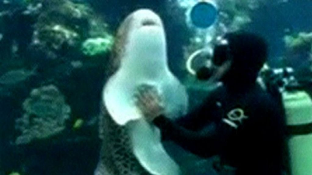 Leopard shark enjoys underwater cuddle - BBC Newsround