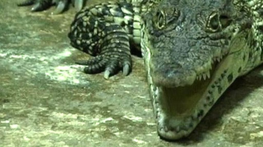 Cuban baby crocodiles 'return home' - BBC News