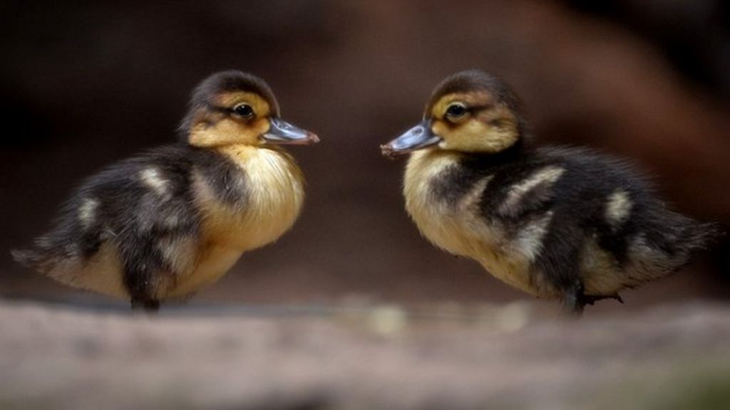 Endangered ducklings take their first paddle at UK zoo - BBC Newsround