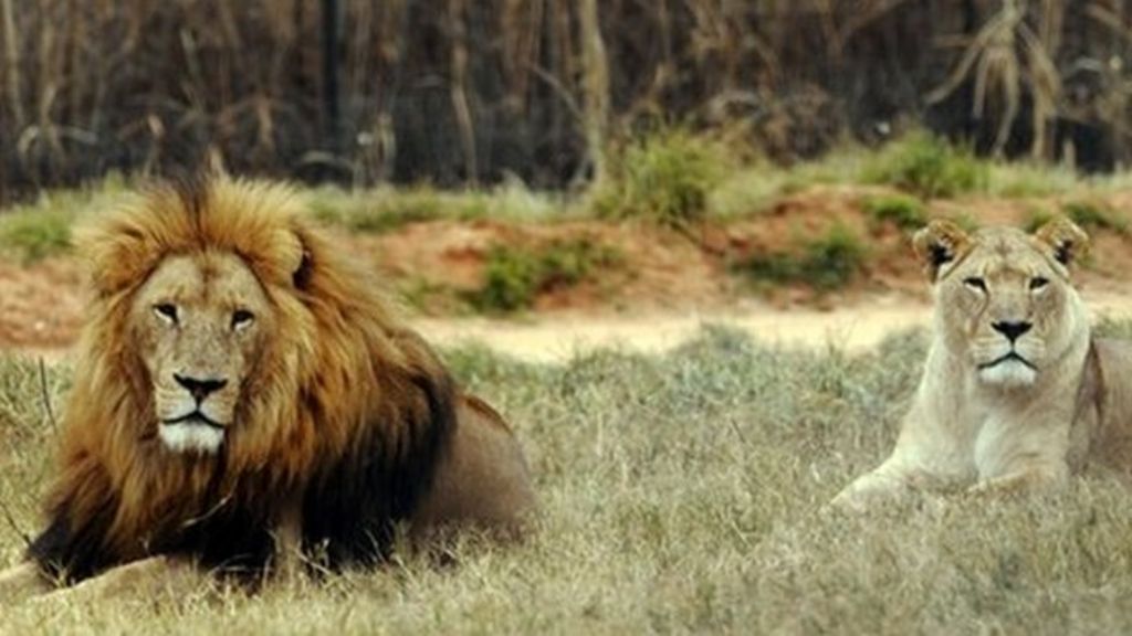 South African park rangers search for missing lion - BBC News
