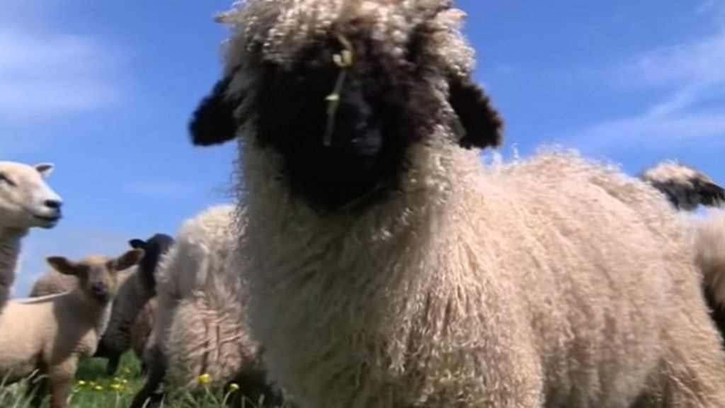 'Cutest' breed of sheep brought to Wales for first time - BBC News