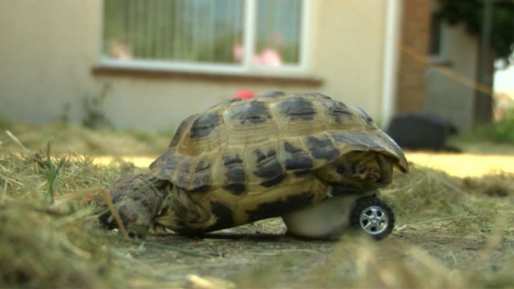 Toy car helps three-legged tortoise - BBC News