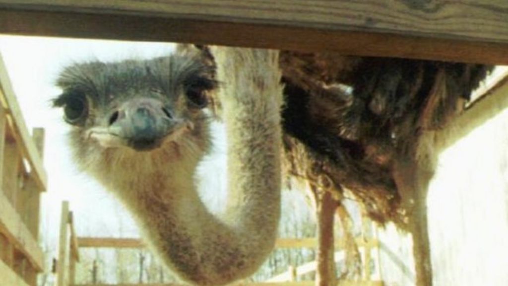 Gazza tells Clare Balding about bringing an ostrich to Spurs training ...