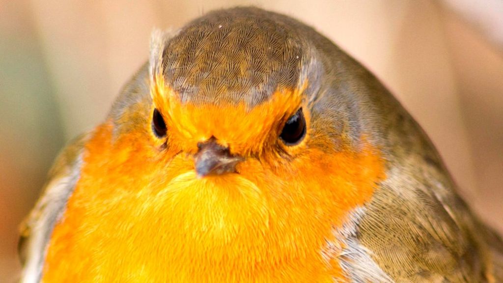 Who, what, why: How aggressive are robins? - BBC News