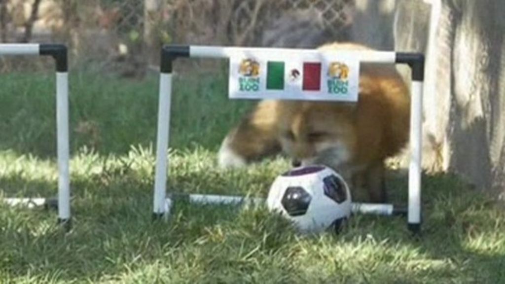Can this fox be the next footie predicting star? - BBC Newsround
