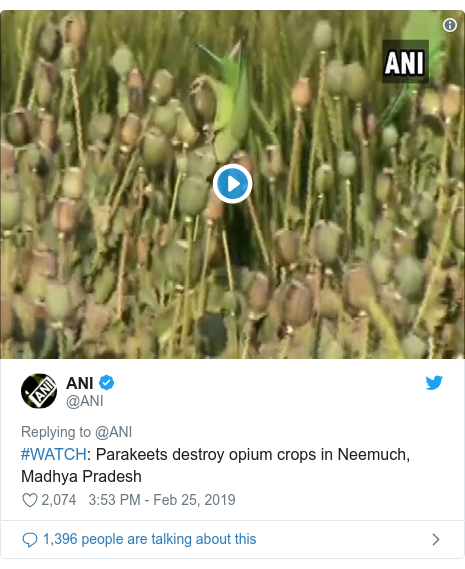 India: Opium-addicted parrots 'wreak havoc' for farmers - BBC News