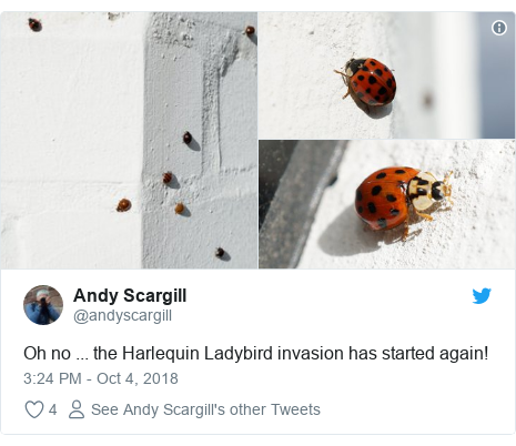 Harlequin ladybirds swarm into homes after hot summer - BBC News