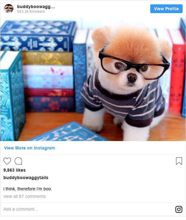 Boo the Pomeranian dog dies 'from a broken heart' - BBC News