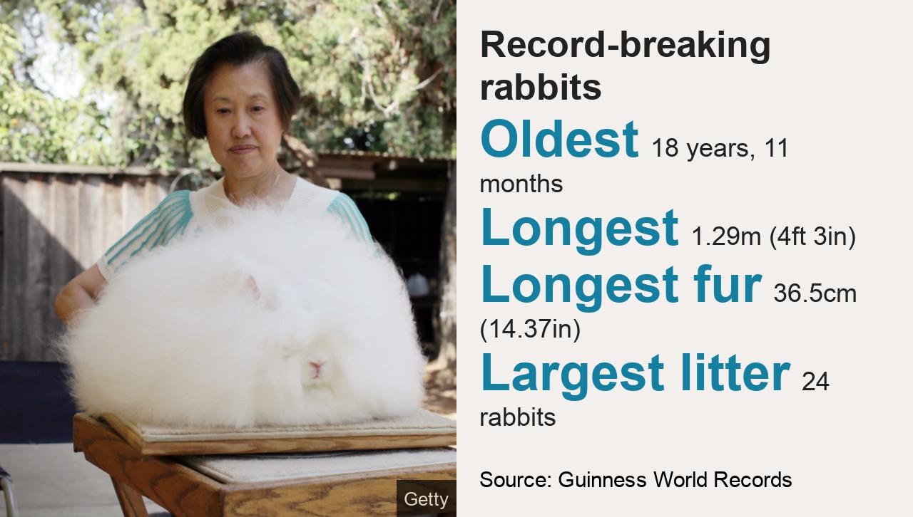 world's oldest rabbit