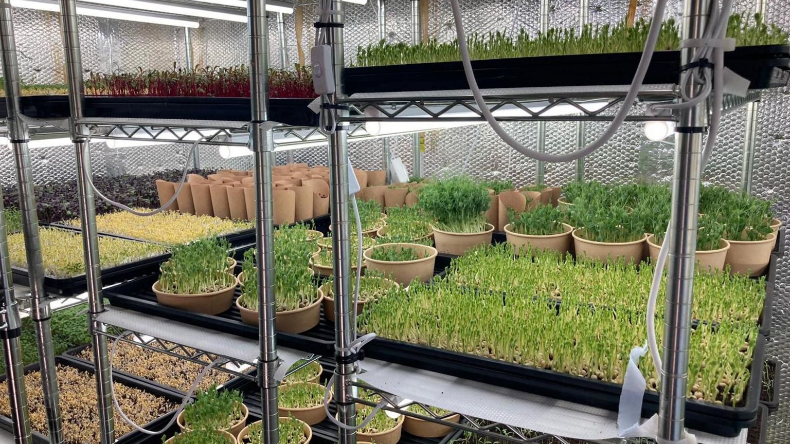 Gallai ffermwyr Cymru dyfu bwyd mewn garej neu sgubor? - BBC Cymru Fyw