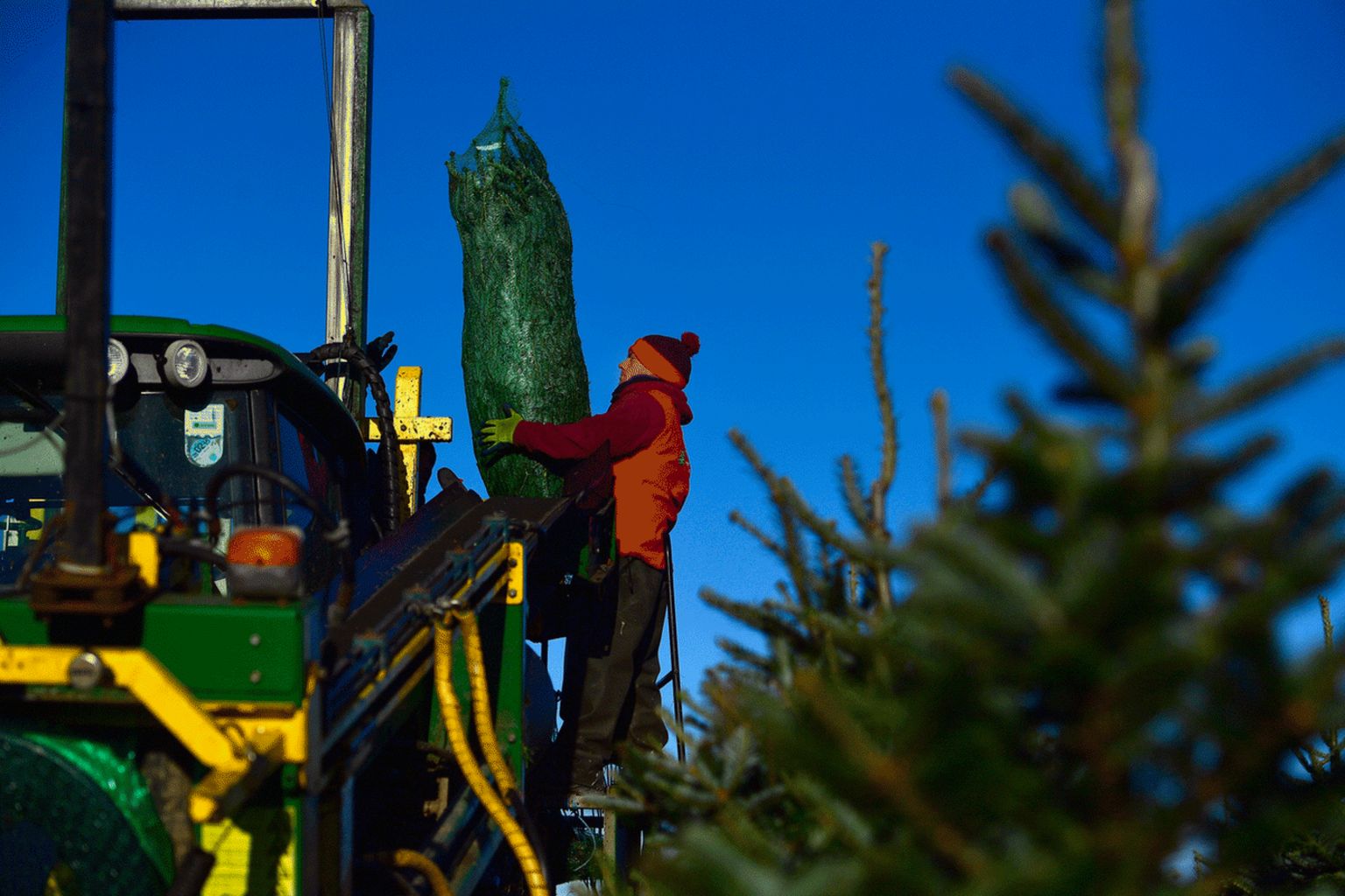 In pictures: Christmas tree crop ready - BBC News