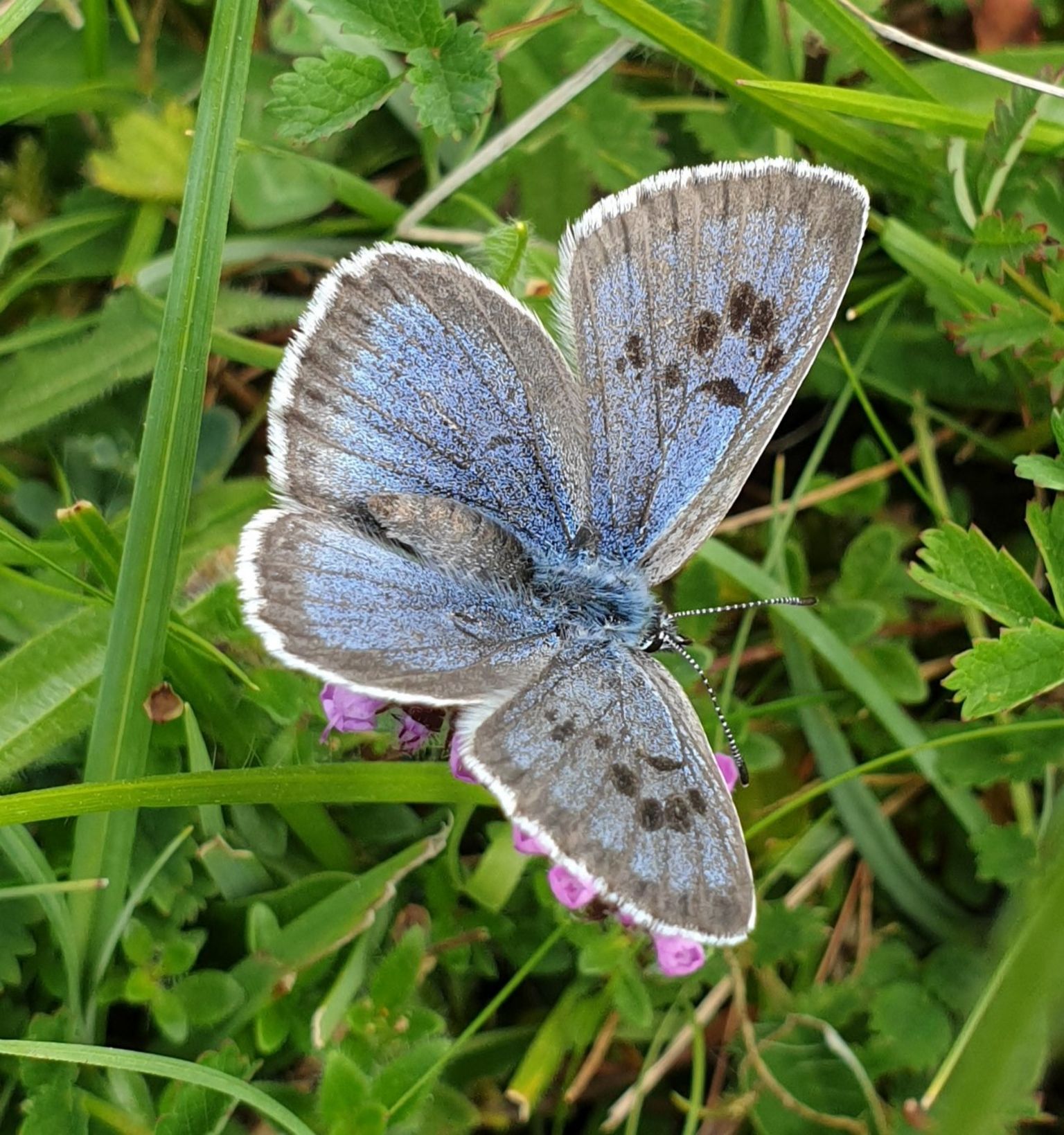 Surveys held at nature reserve where Large Blue was re-introduced - BBC ...