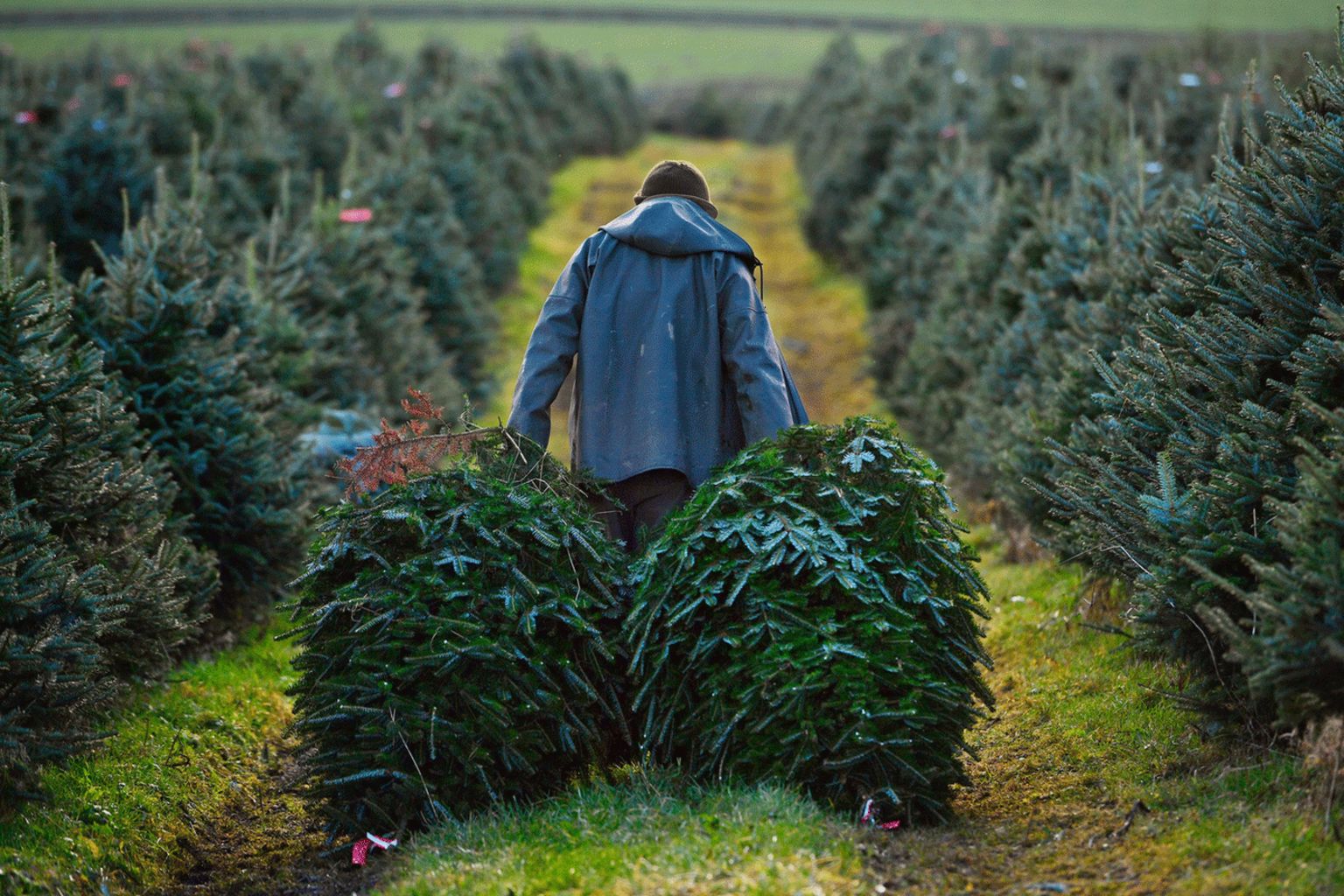 In pictures: Christmas tree crop ready - BBC News