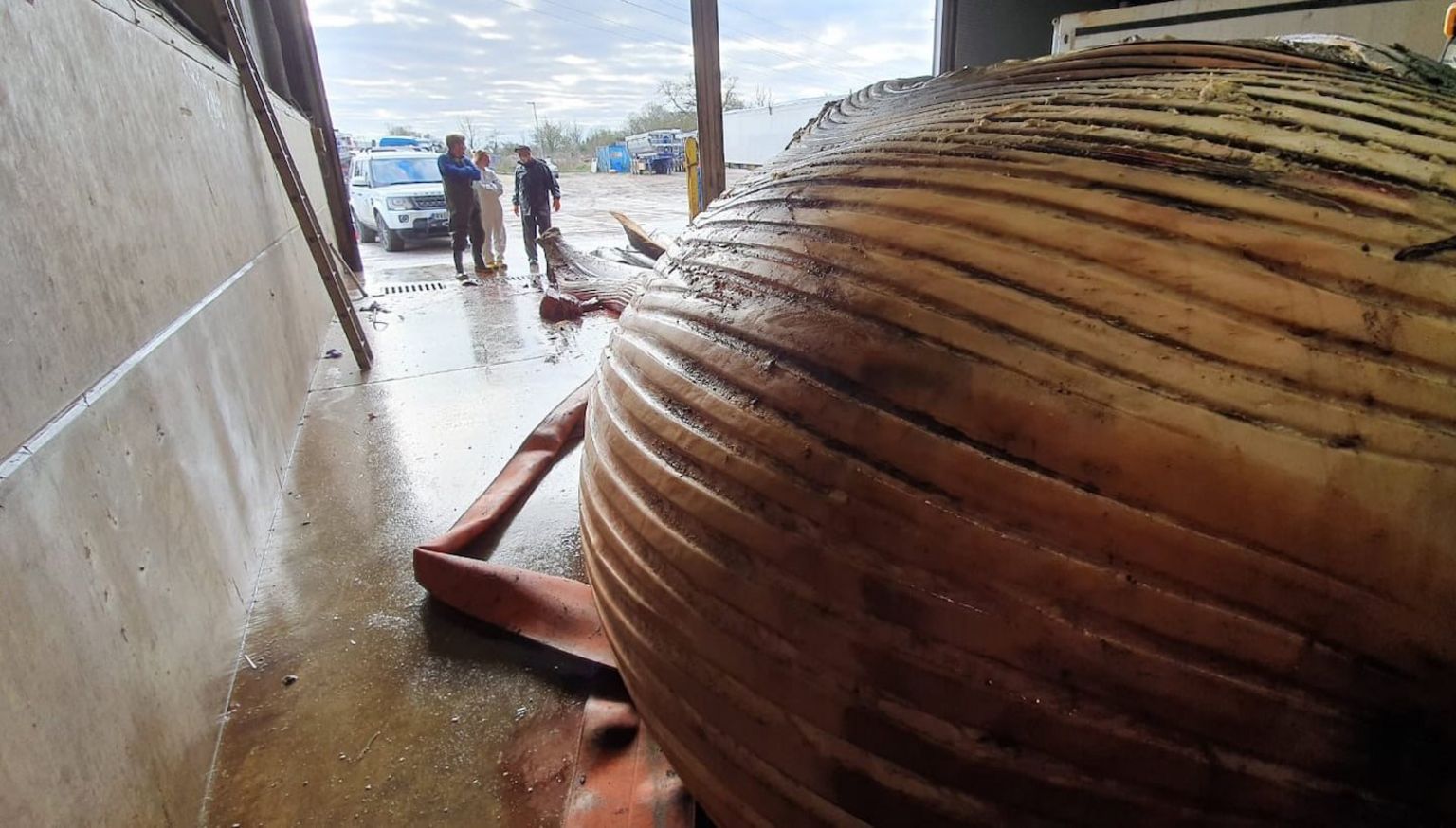 Whale on vessel's bow 'killed by ship strike' - BBC News