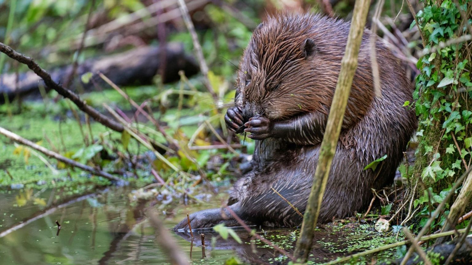 Somerset Baby beavers born in conservation success story - BBC News