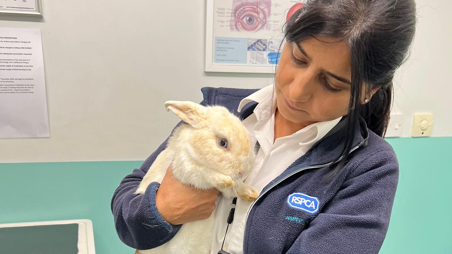 Leicester: C﻿hihuahua found dumped in cat carrier next to bins - BBC News