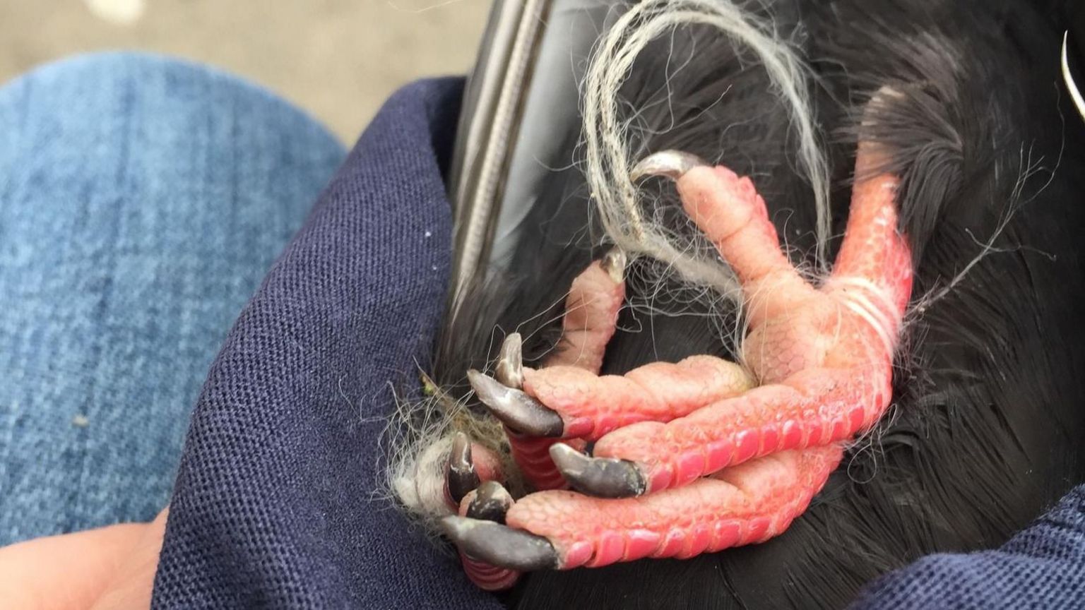 The volunteers saving Glasgow pigeons' feet from litter - BBC News
