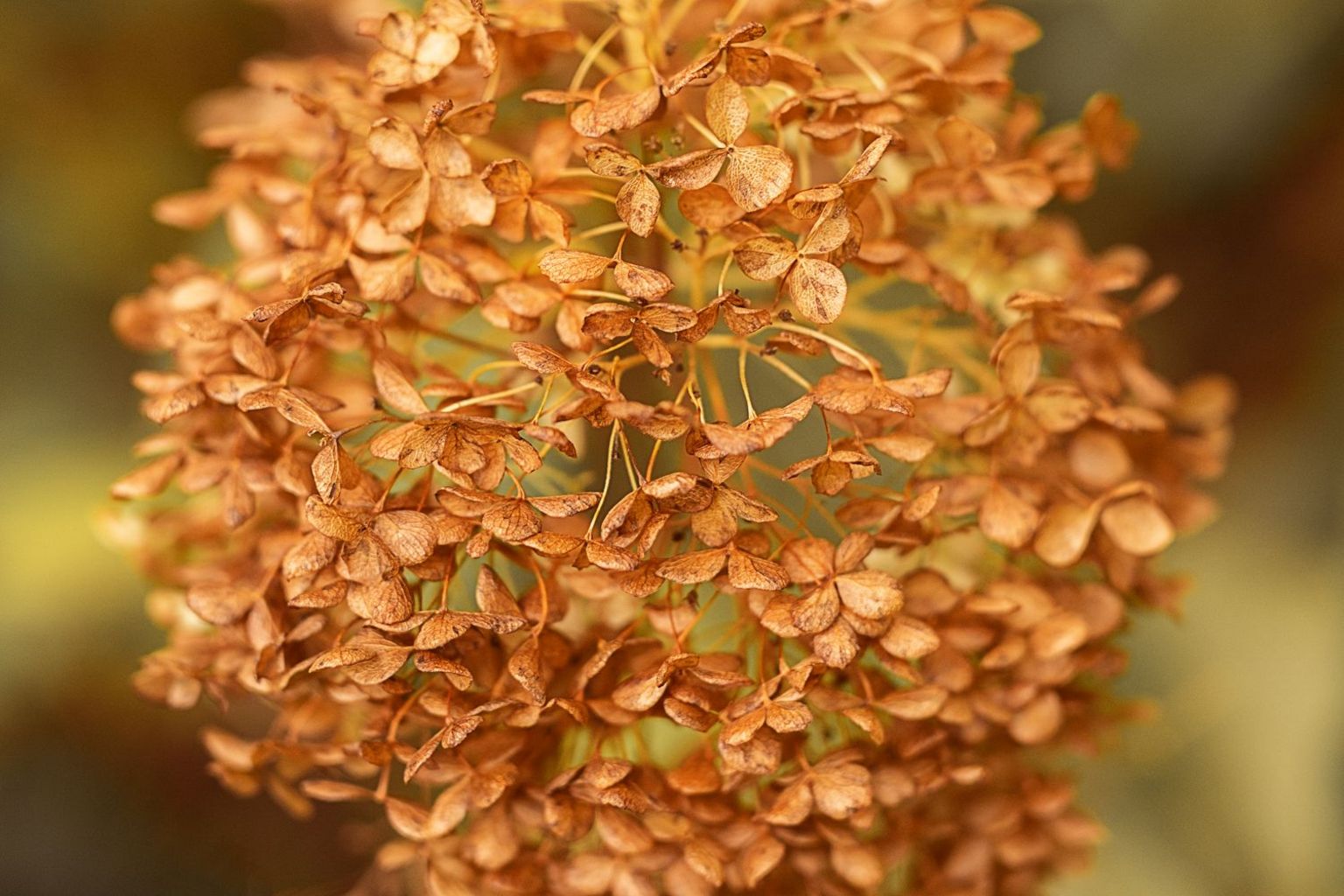 Oriel: Newidiadau'r hydref - BBC Cymru Fyw