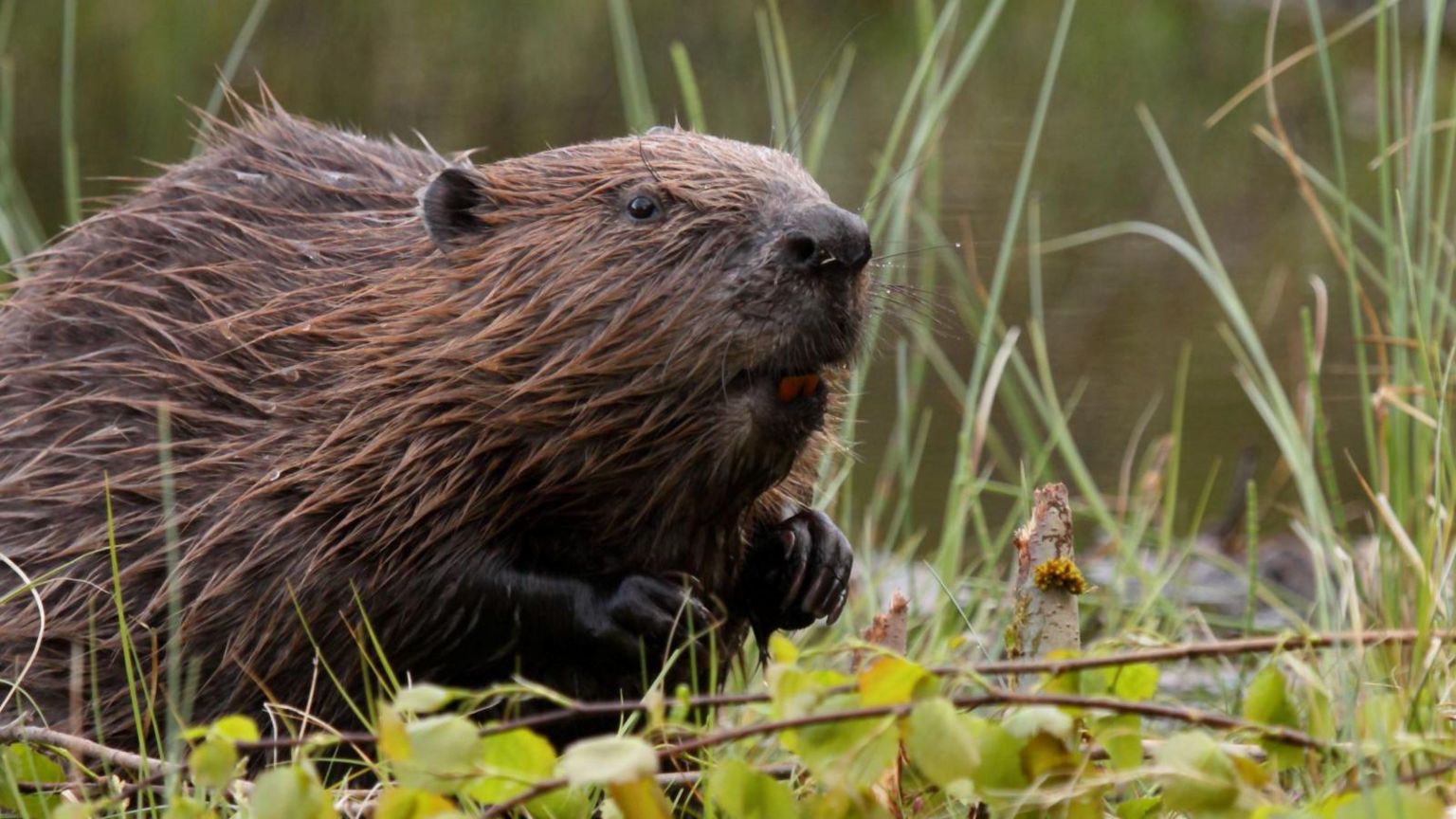 Beavers build 'ideal' habitat for endangered native voles - BBC News
