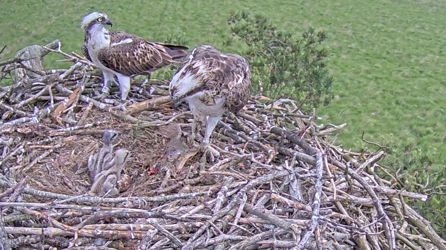 Cumbrian osprey chicks hatch at nature reserve - BBC News