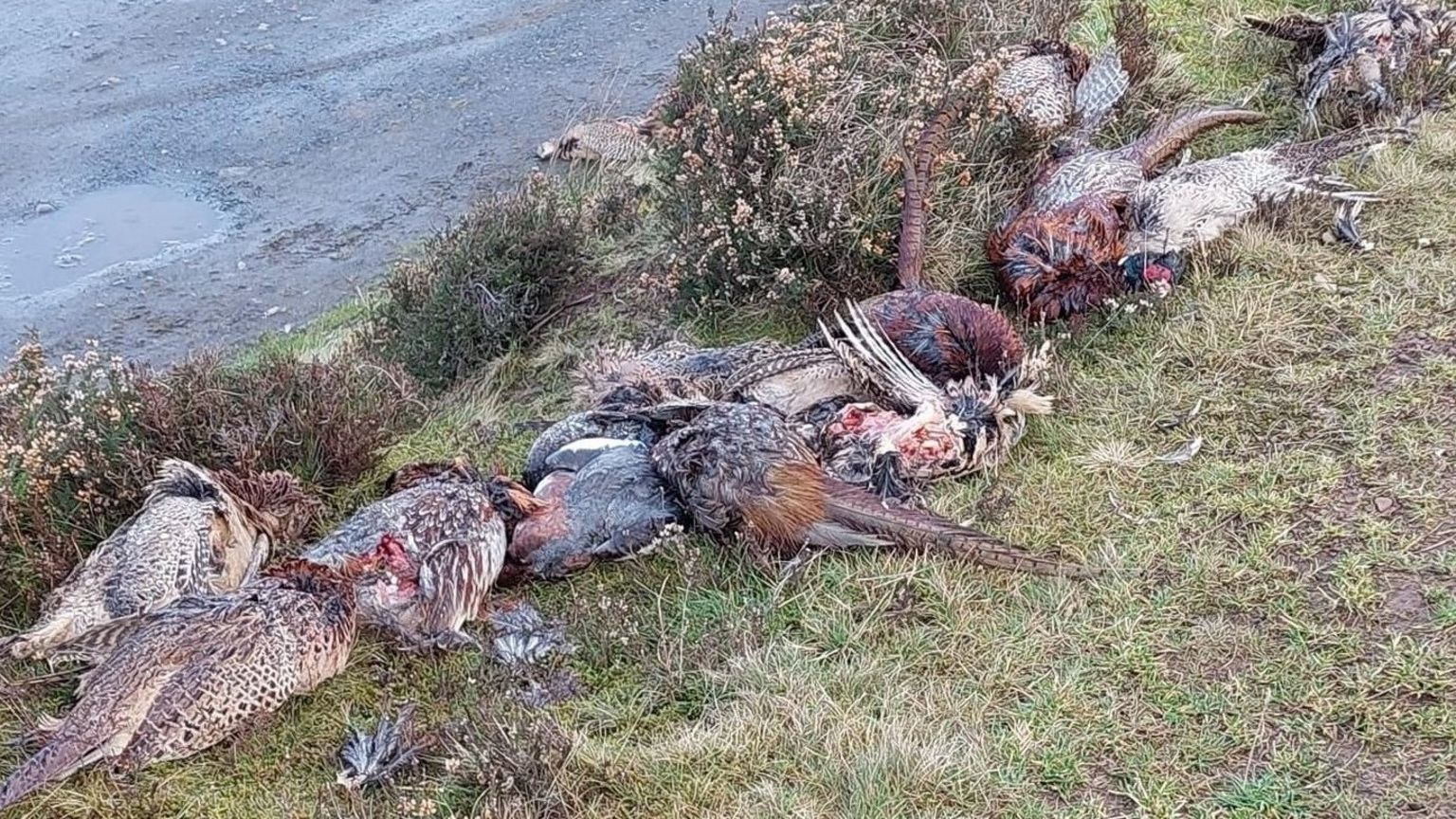 Anger after dead game birds dumped at beauty spot - BBC News