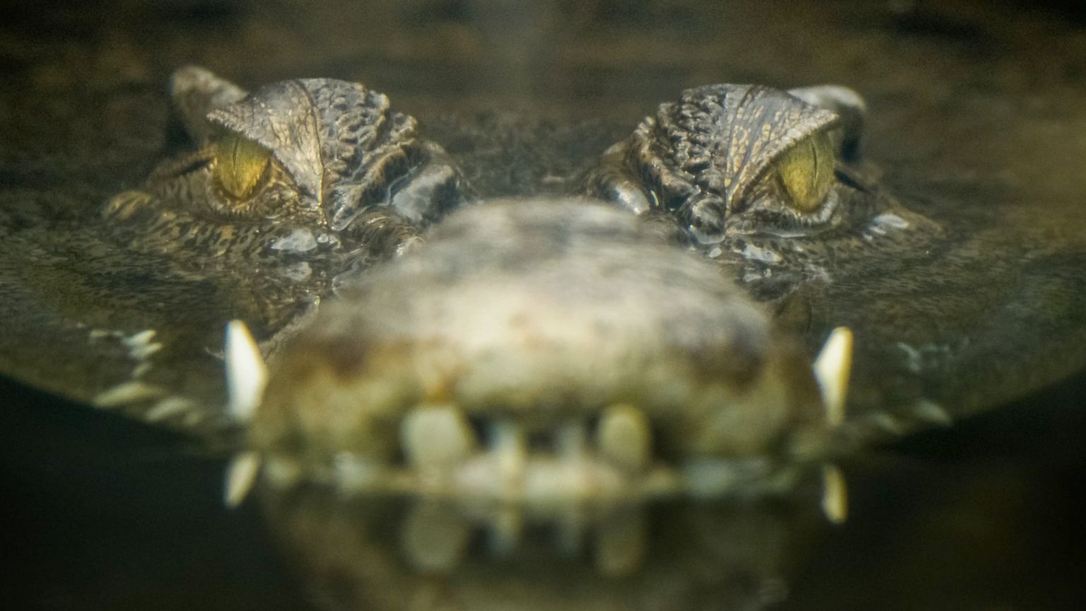 Bat night: Five things you might not know about bats - BBC Newsround
