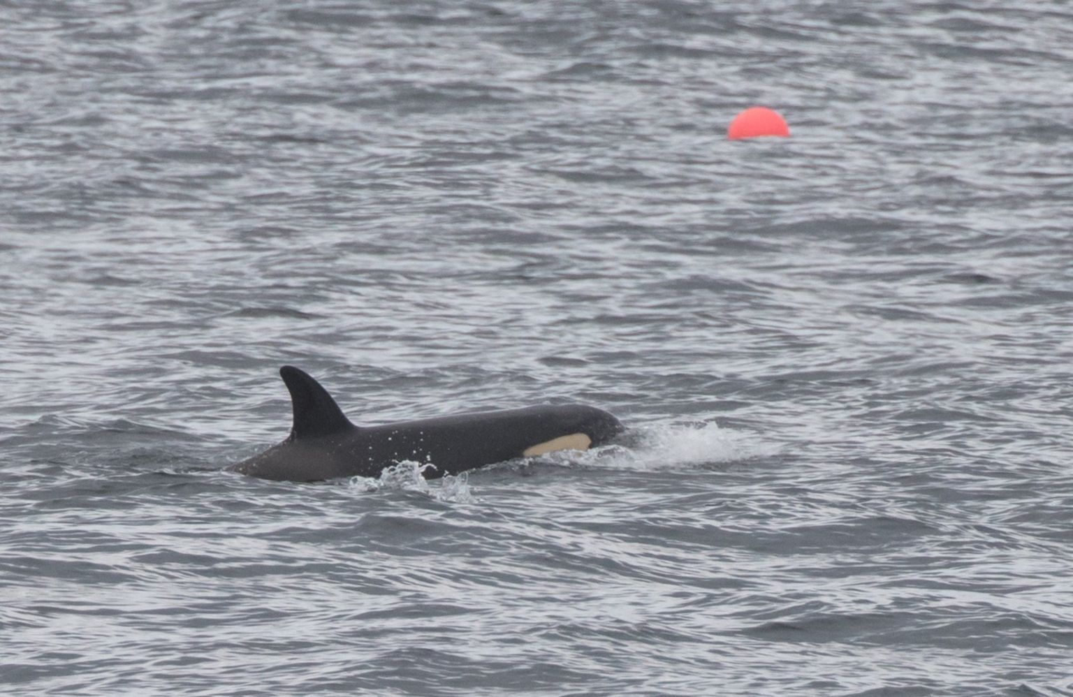 Orcas photographed off Caithness - BBC News