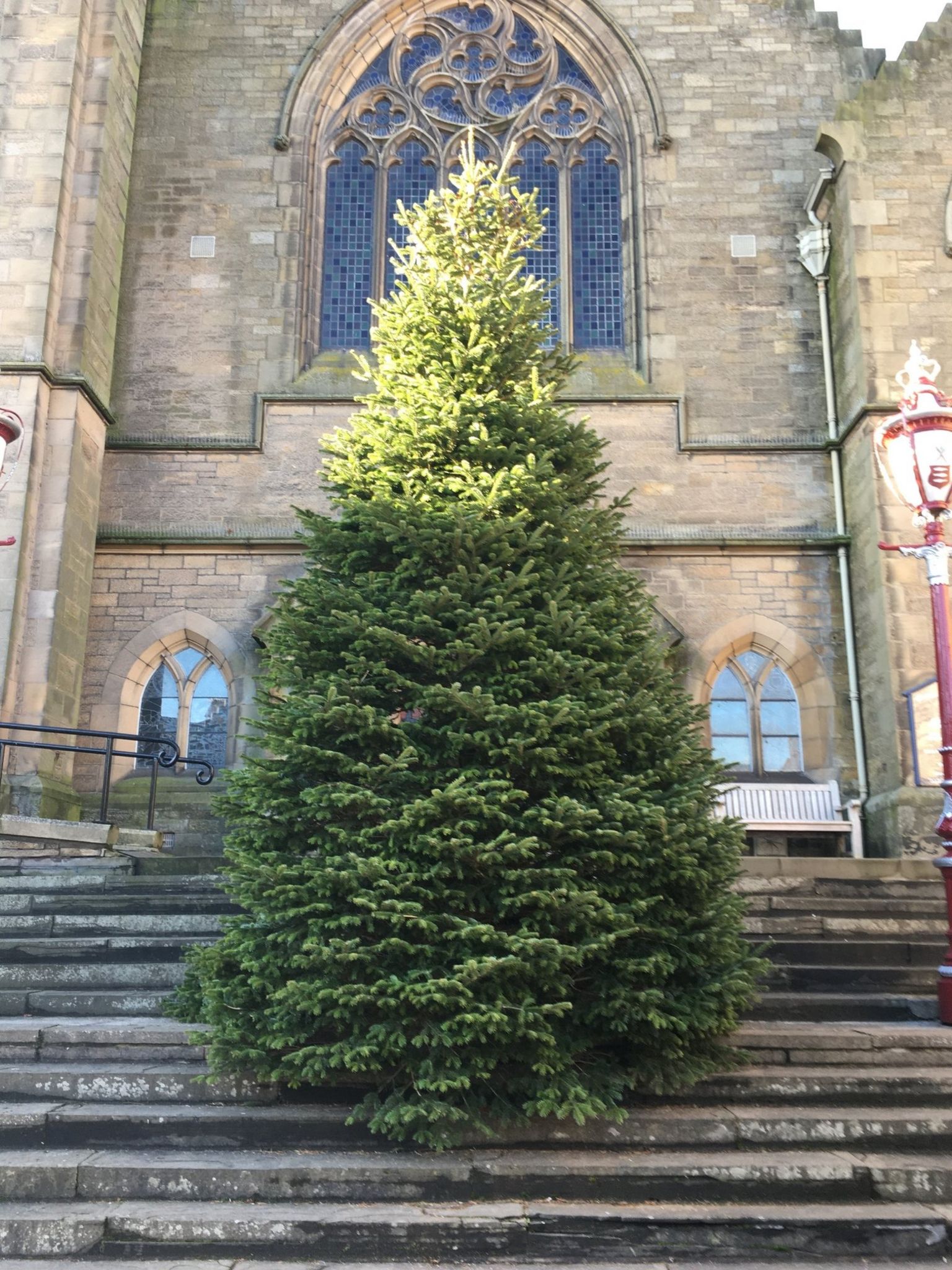 Borders towns see Christmas trees shrink by a third - BBC News