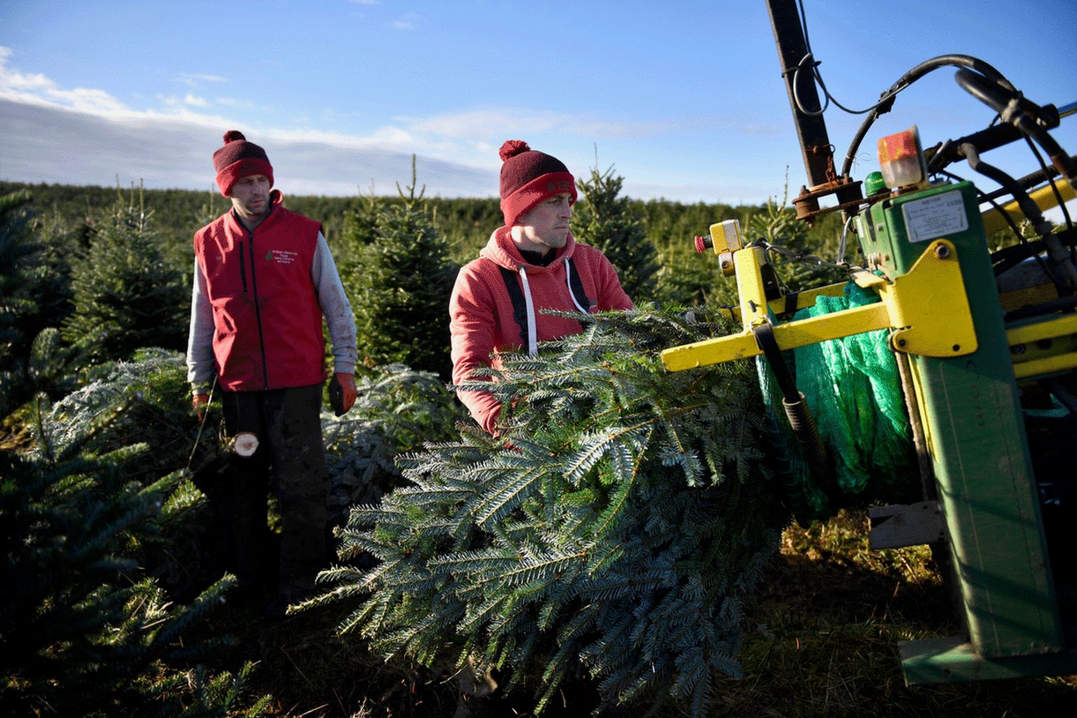 In pictures: Christmas tree crop ready - BBC News